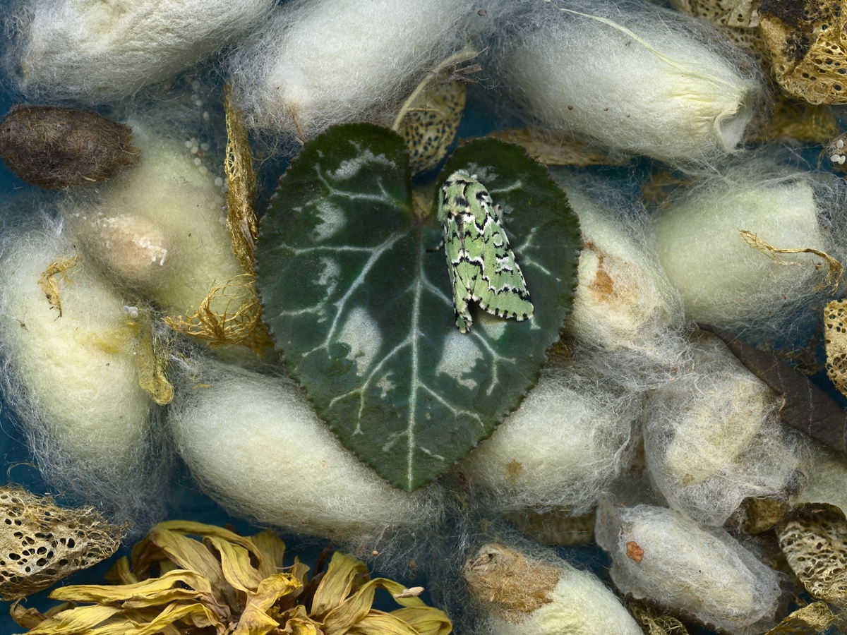 Critters & Bones · Janet Dwyer · Photoscanography